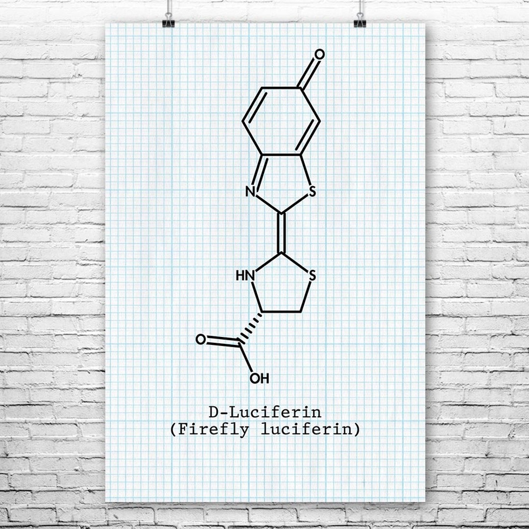 Luciferin Molecule Poster Print Chemistry Decor Biologist - Etsy UK