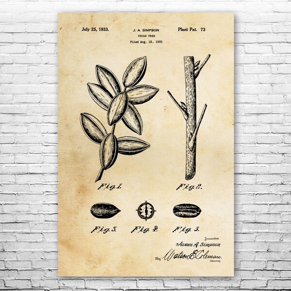 Pecan Tree - Etsy