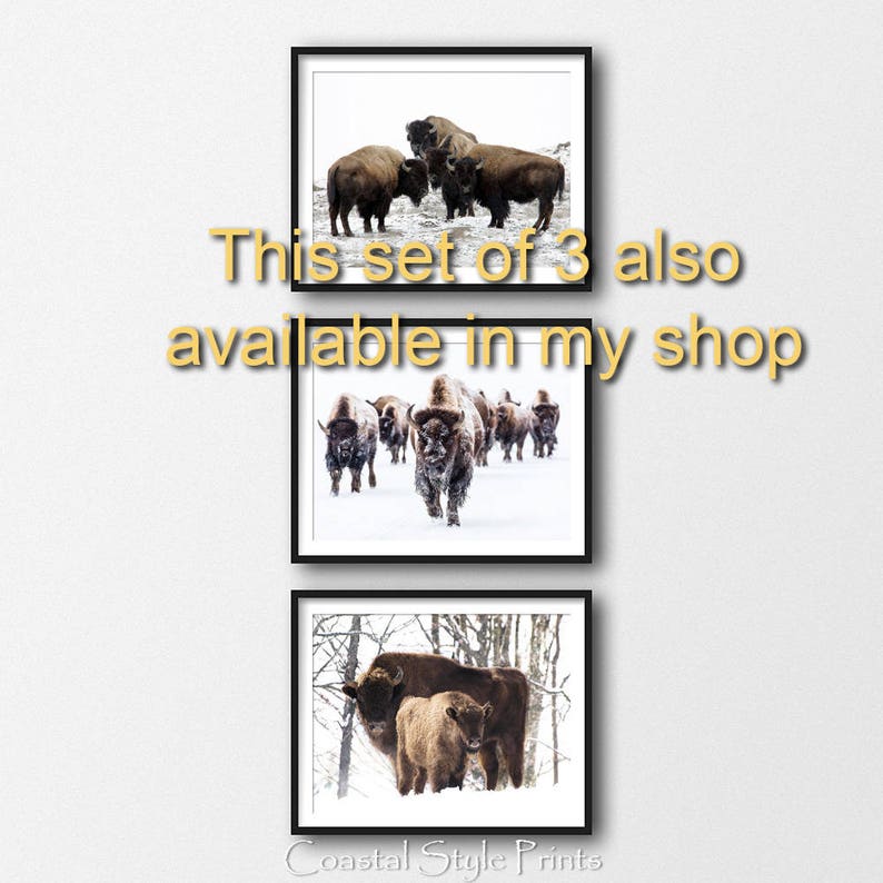 Buffalo Photography, Prints, Buffalo Print, Bison, Wall Decor, American ...