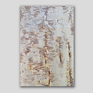 Scribbly Bark Prints,bark Print,set of 3 Prints,botanical Wall Art,gum ...