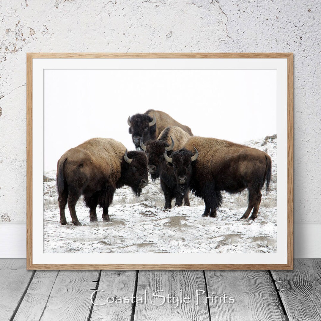 Buffalo Photography, Bison Wall Art, Wilderness Photography, Printable ...