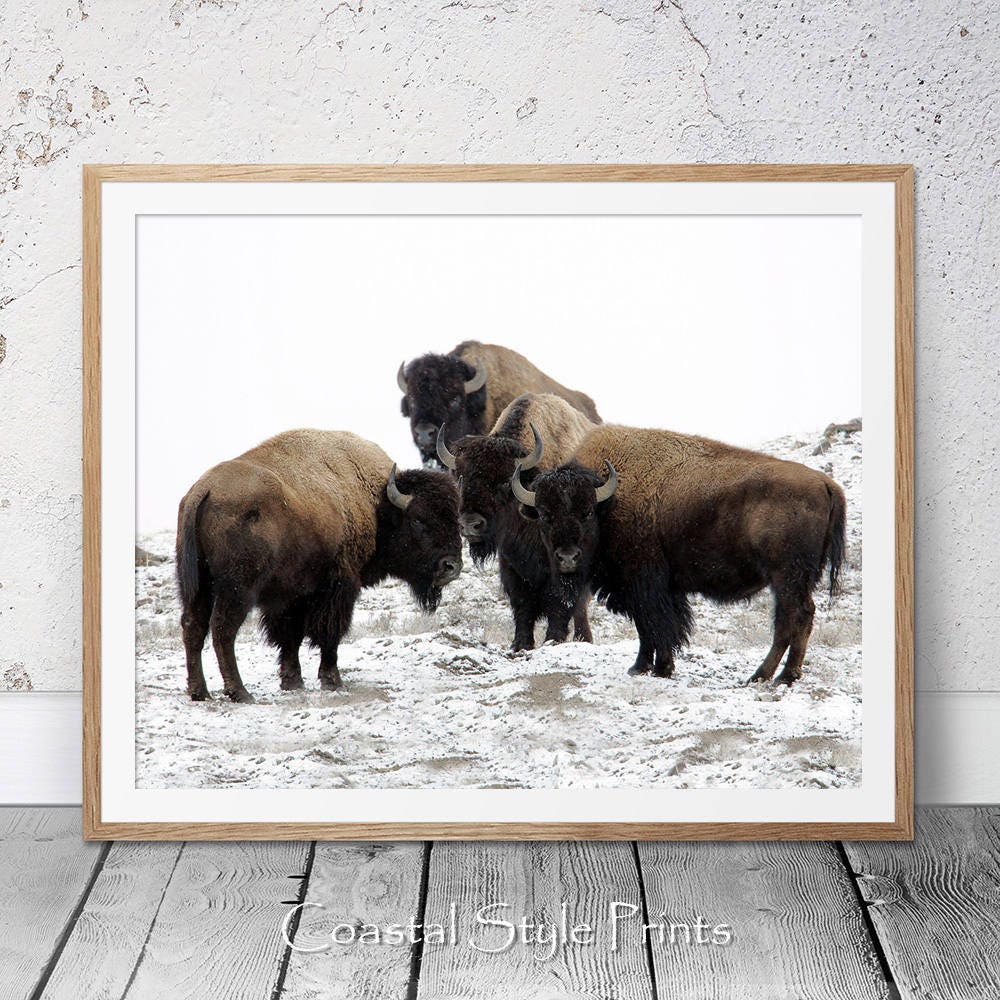 Buffalo Print Bison Wall Art Wilderness Photography | Etsy