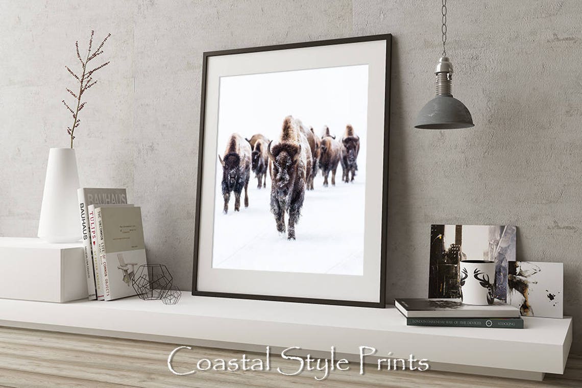 Buffalo Photography, Prints, Buffalo Print, Bison, Wall Decor, American ...