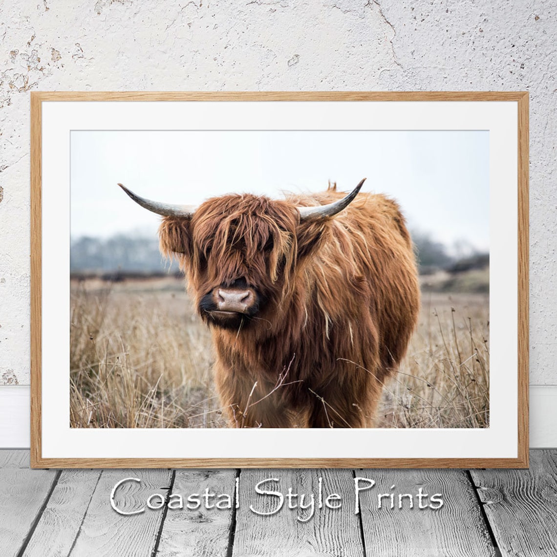 Highland Cow Photography, Highland Cow Print,bedroom Prints,bison Print ...