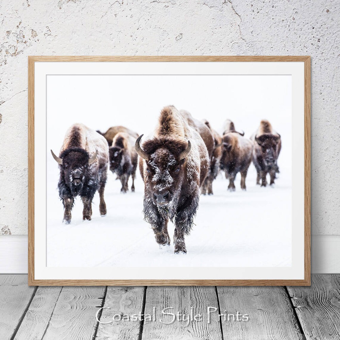 Buffalo Photography, Prints, Buffalo Print, Bison, Wall Decor, American ...