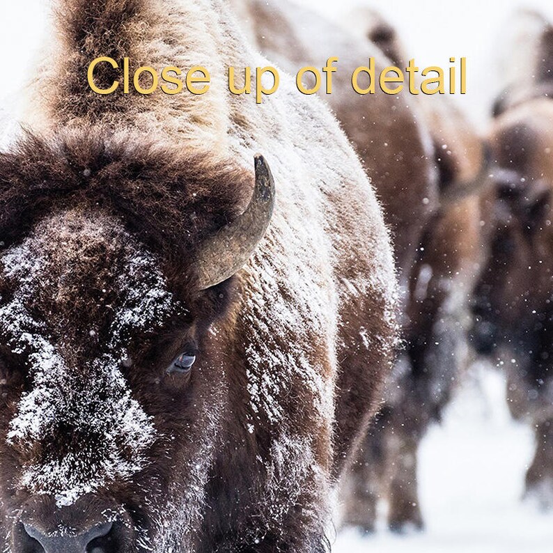 Buffalo Photography, Prints, Buffalo Print, Bison, Wall Decor, American ...