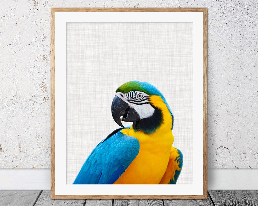 Parrot Photography Print, Bird Wall Art, Tropical Bird Print, Bird ...