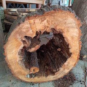 Very Rare Stem Slice Mirror Unique Live Edge Wood Mirror Natural Elm ...