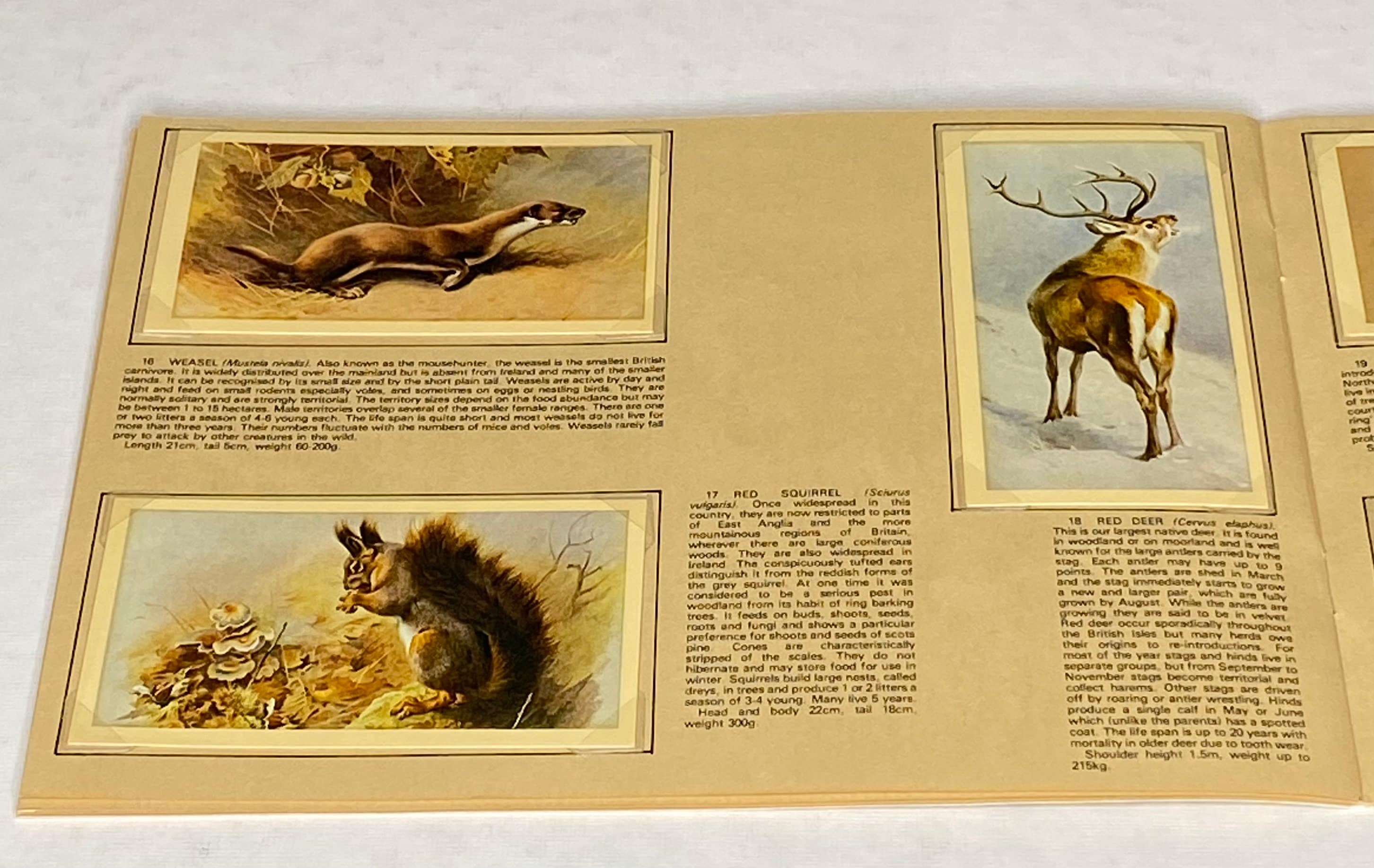 British Mammals Grandee Cigar Cards Complete Book Lovely - Etsy