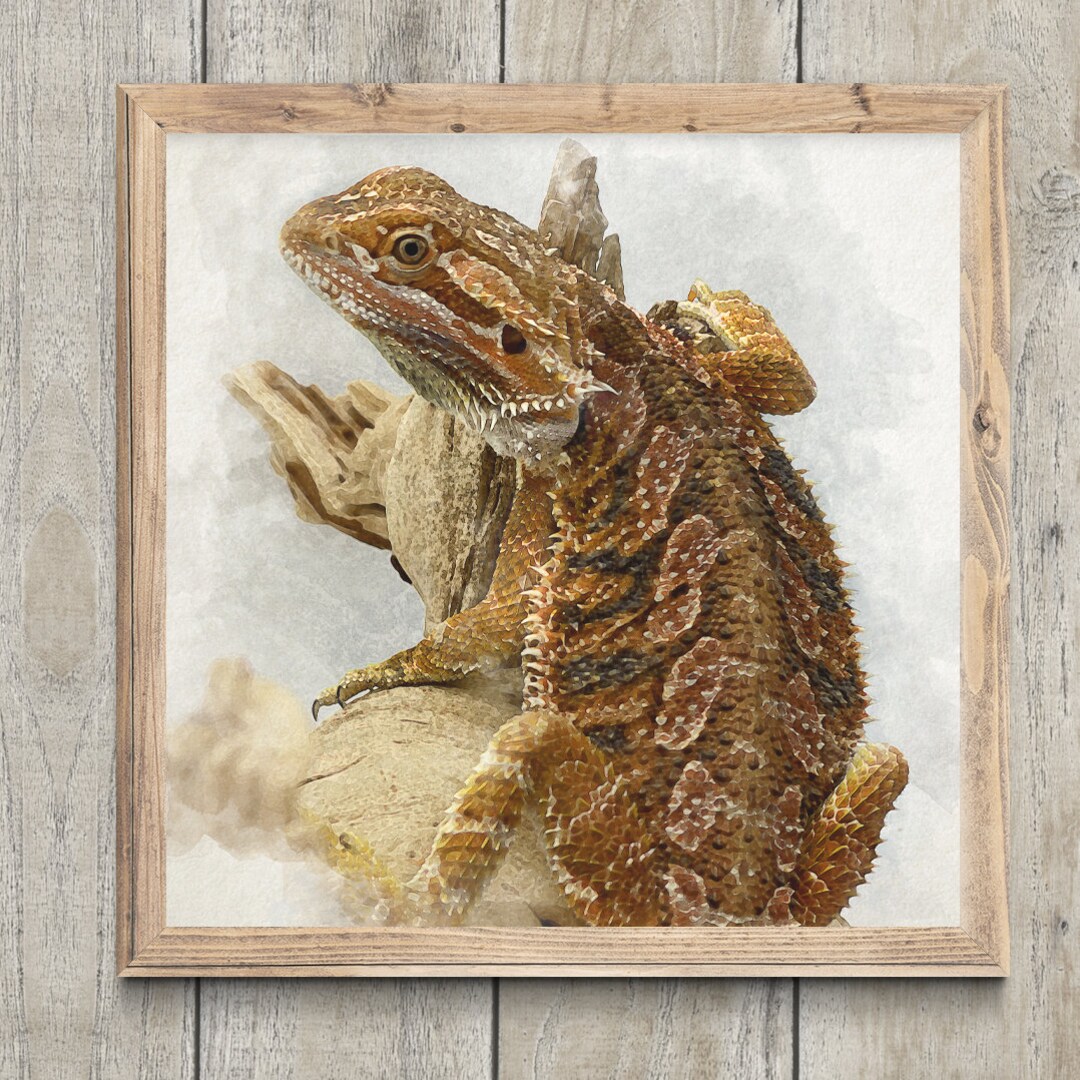 Bearded Dragons Prints Ready to Frame. Choice of 2 Bearded - Etsy