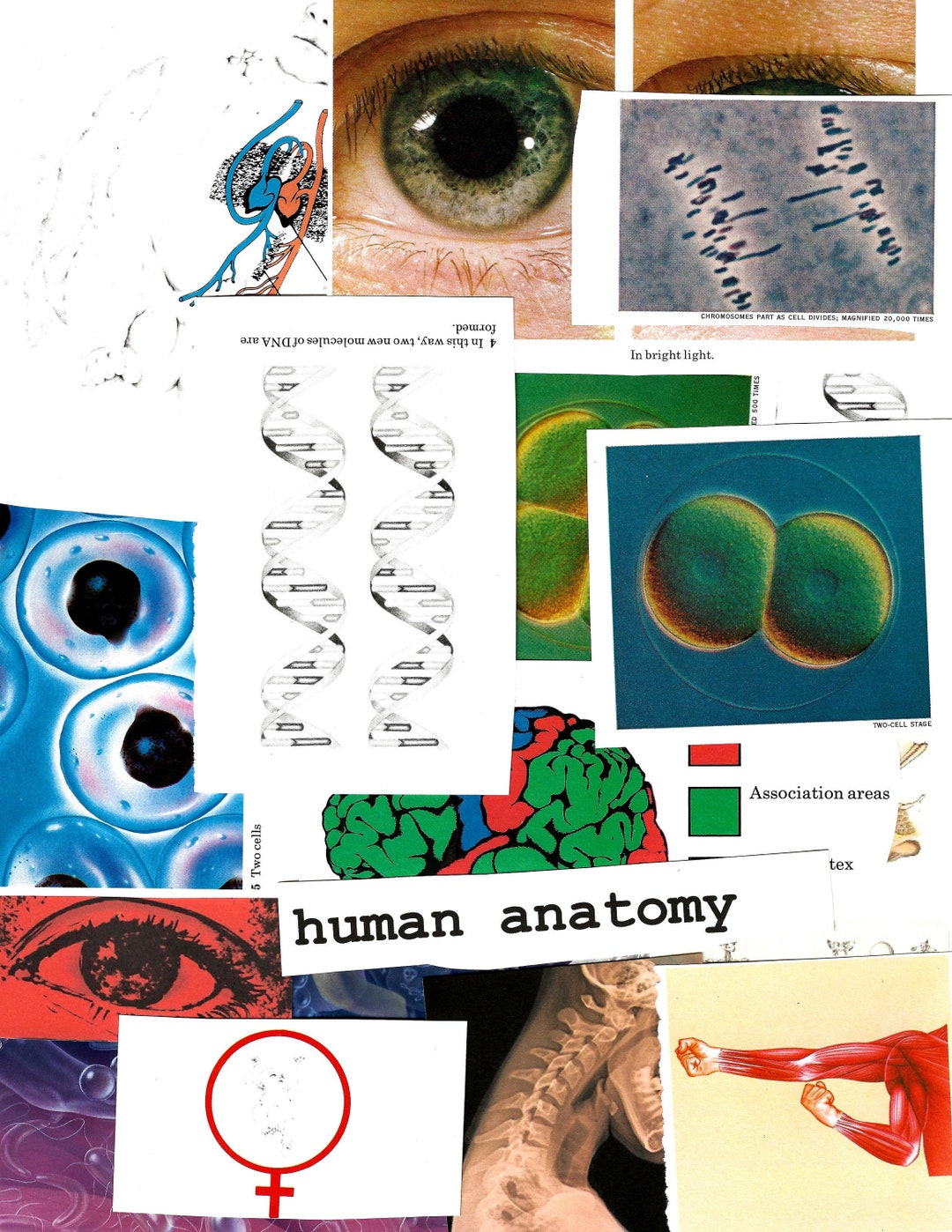 Human Anatomy Paper Pack Body Art Journal Kit Ephemera Vintage Mixed ...
