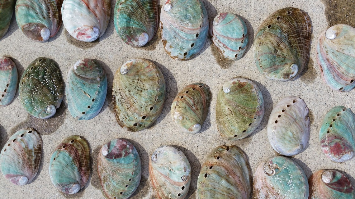 Bulk Raw Red Abalone Shells 25 Size 13 for Jewelry, Crafts, Seashells ...