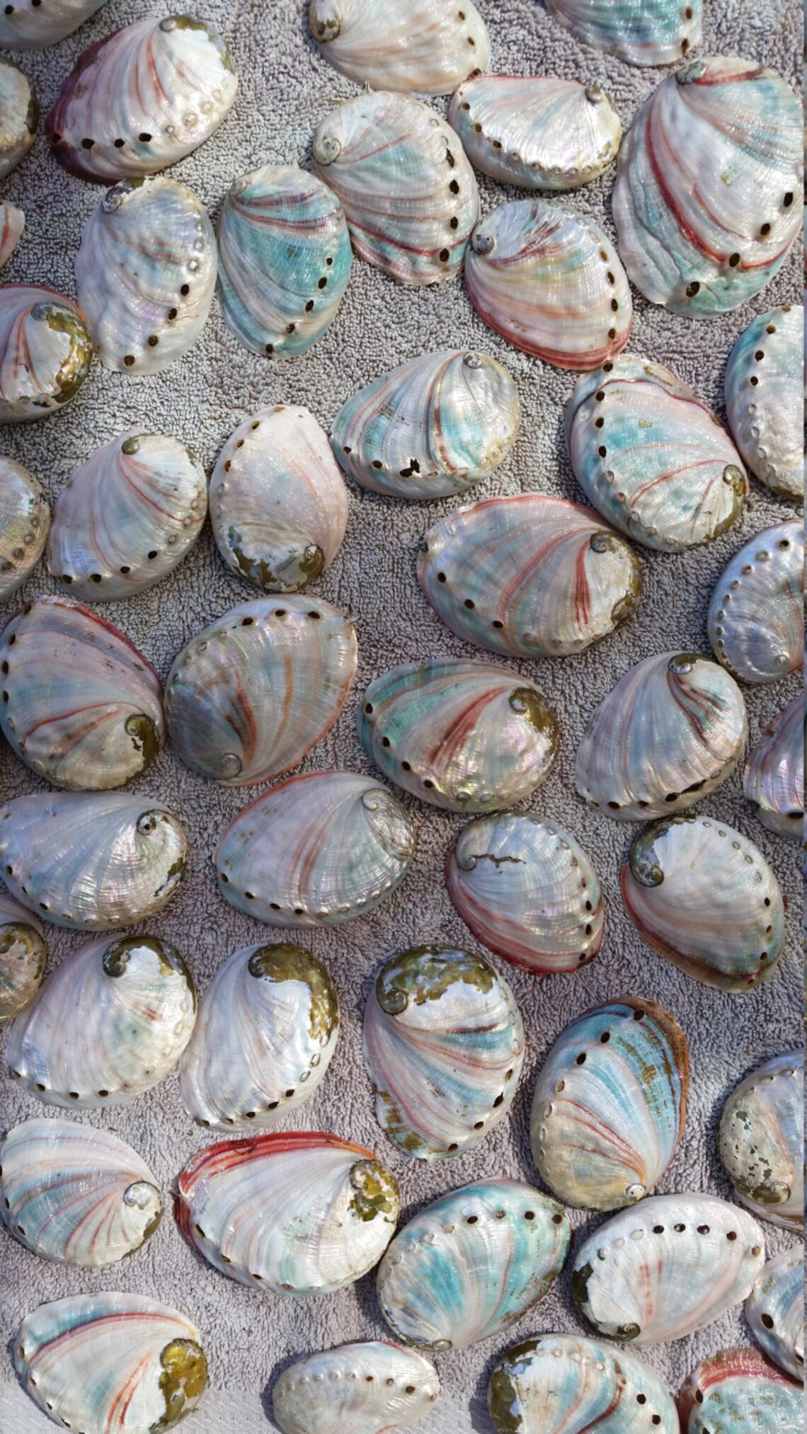 Bulk Polished Red Abalone Shells 25 size 1 3 Seashells, Jewelry, Crafts ...