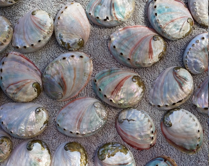 Bulk Polished Red Abalone Shells 25 size 1 3 Seashells, Jewelry, Crafts ...