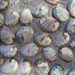 Bulk Polished Red Abalone Shells 25 size 1 3 Seashells, Jewelry, Crafts ...