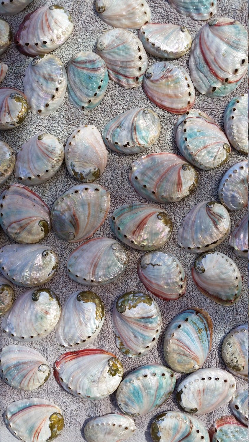 Bulk Polished Red Abalone Shells 25 size 1 3 Seashells, Jewelry, Crafts ...