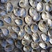 Bulk Polished Red Abalone Shells (25) -size 1"- 3" Seashells, Jewelry ...