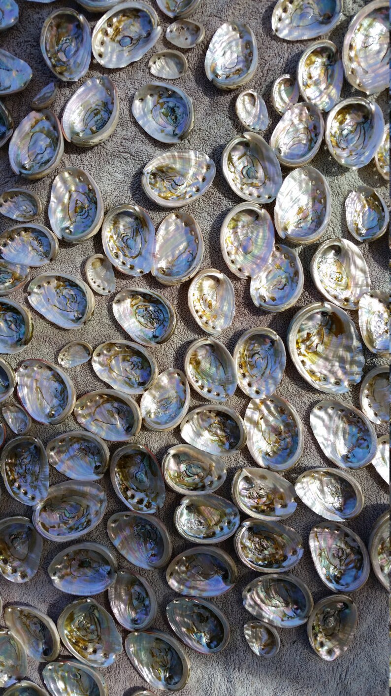 Bulk Polished Red Abalone Shells 25 size 1 3 Seashells, Jewelry, Crafts ...