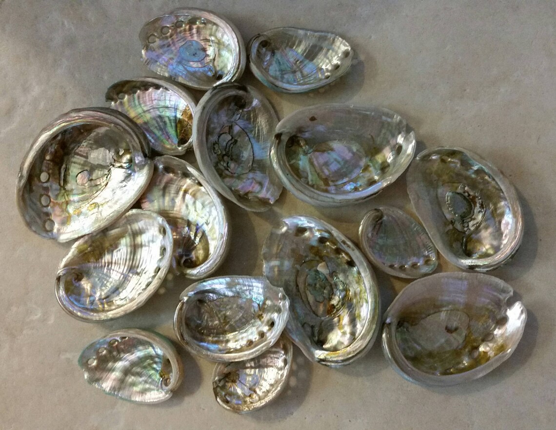 Bulk Raw Red Abalone Shells 25 Size 13 for Jewelry, Crafts, Seashells ...