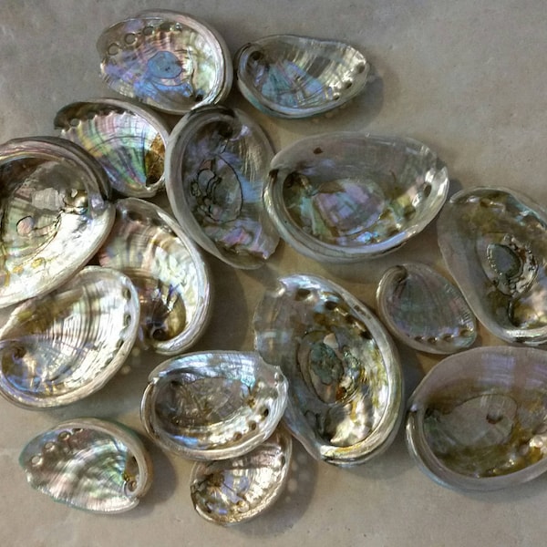 Abalone Shell - Etsy