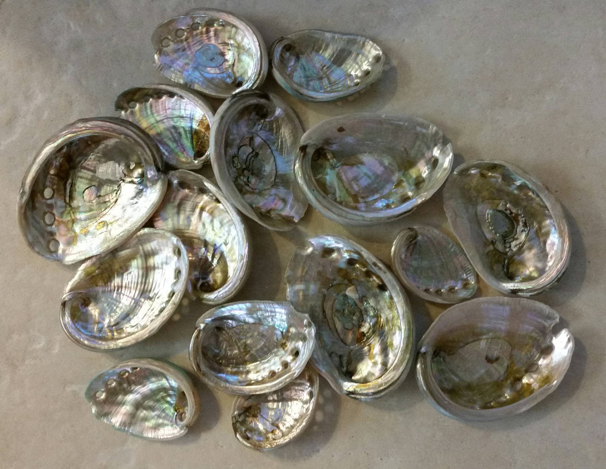 Bulk Raw Red Abalone Shells (25)- Size 1"-3" for Jewelry, Crafts ...