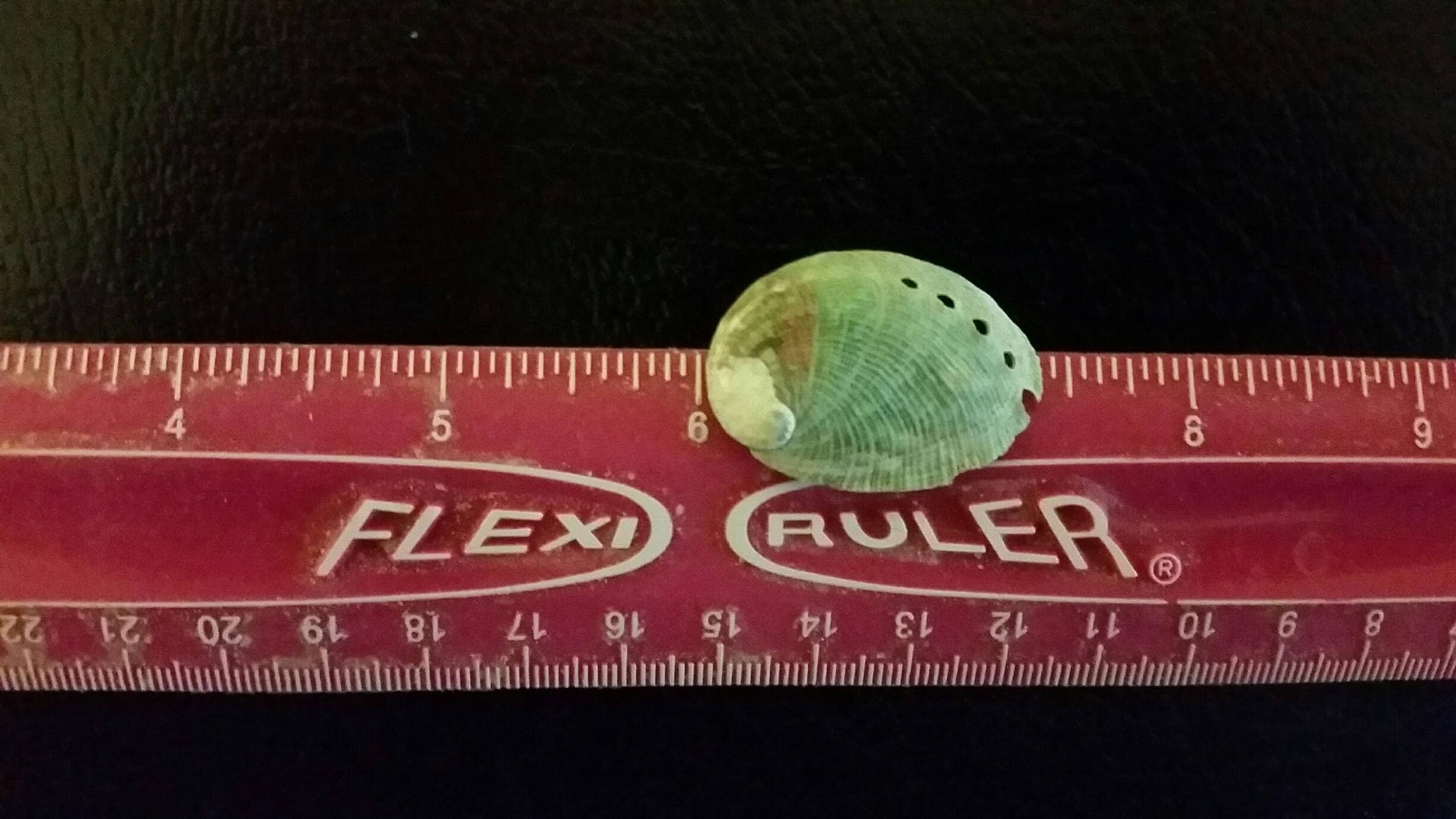 Polished Tiny Abalone Shells Bulk (35) - Size 1/2" - 1.5" for Jewelry ...