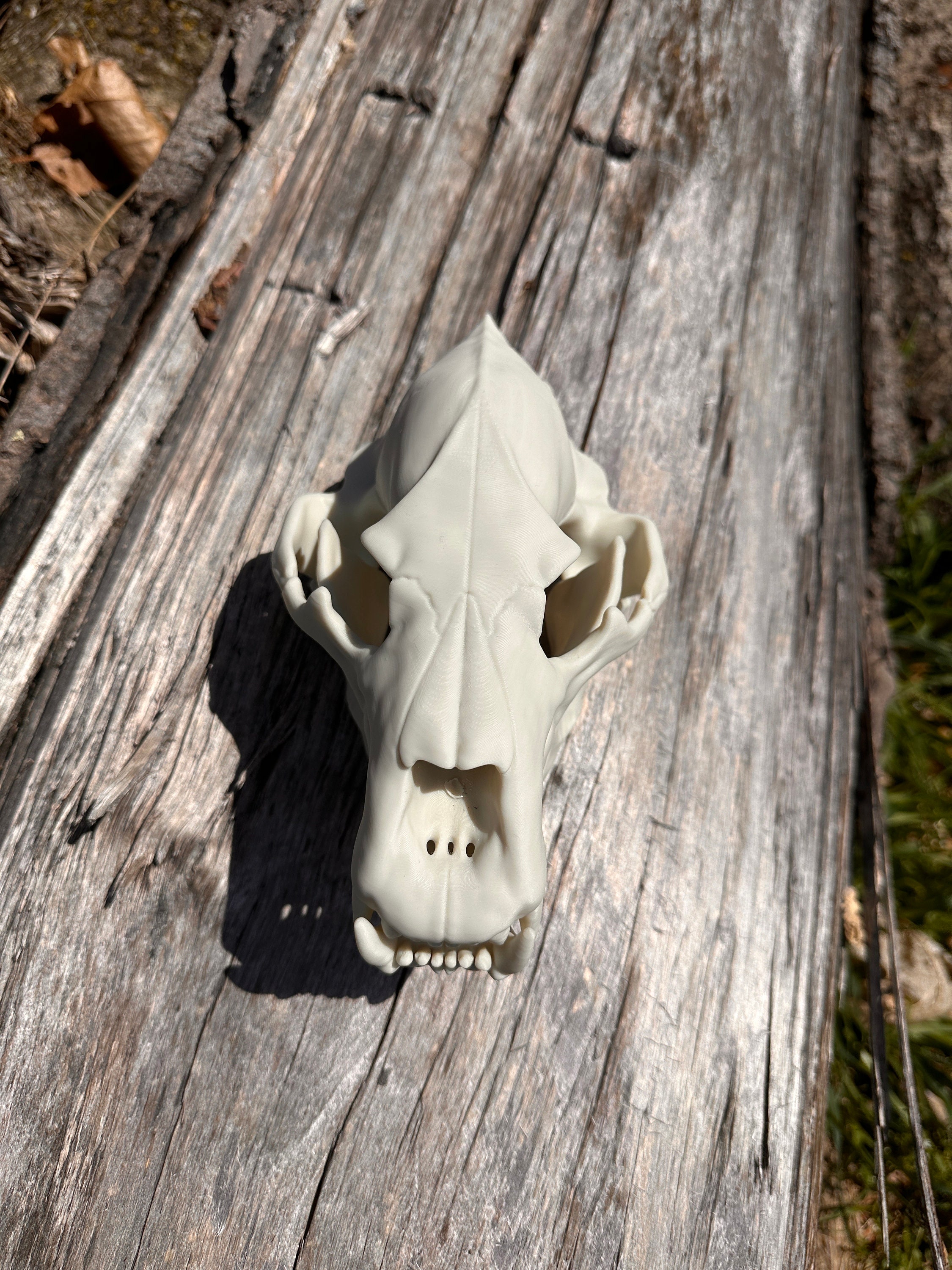 Replica Bear Skull - Etsy