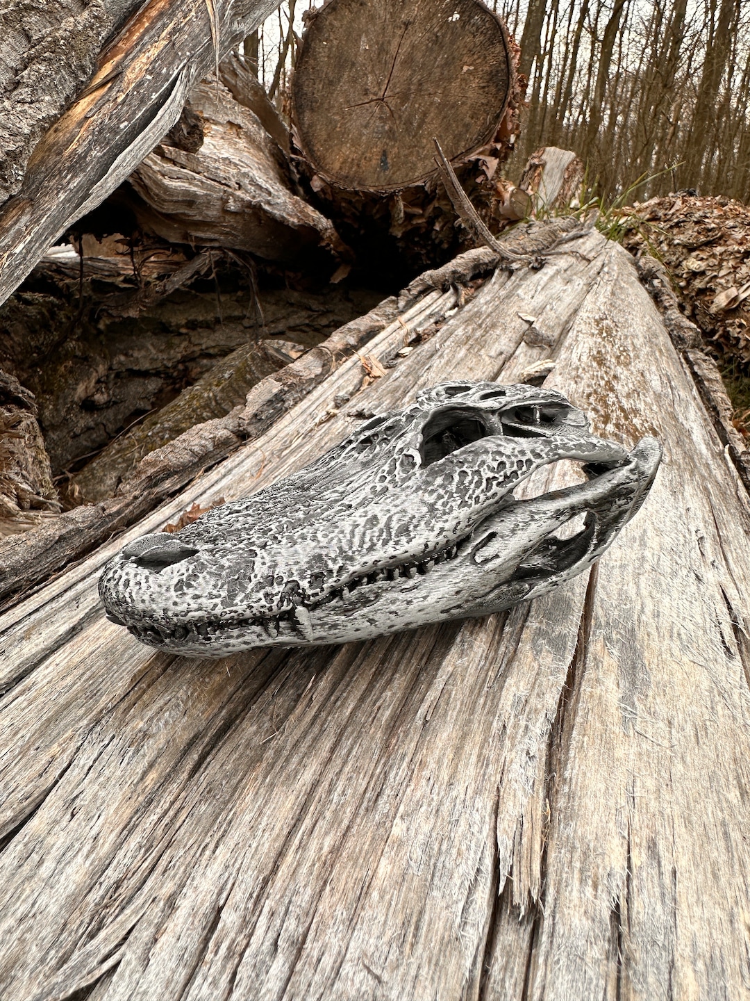 Replica Alligator Skulls - Etsy