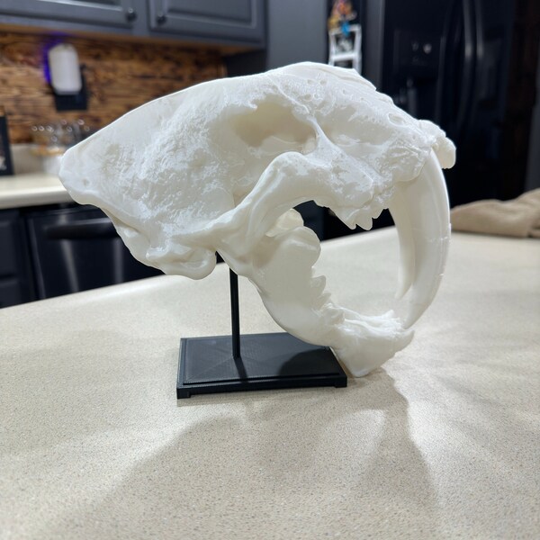 Replica Saber Tooth Skull - Etsy