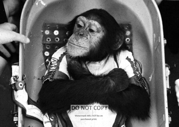 Chimps In Space Nasa
