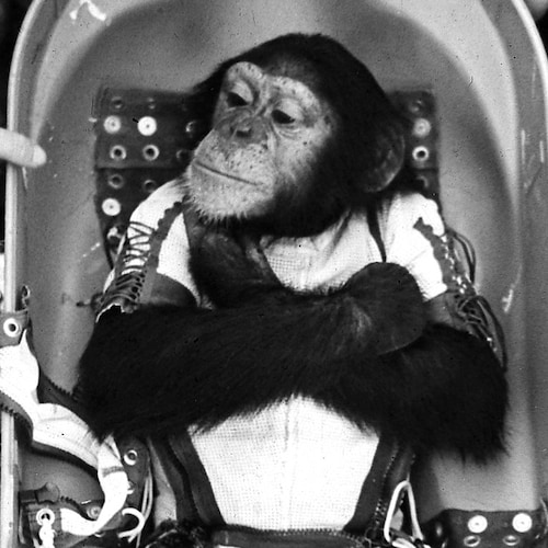 Ham the Chimp Before His Launch Into Space on January 31 1961 - Etsy