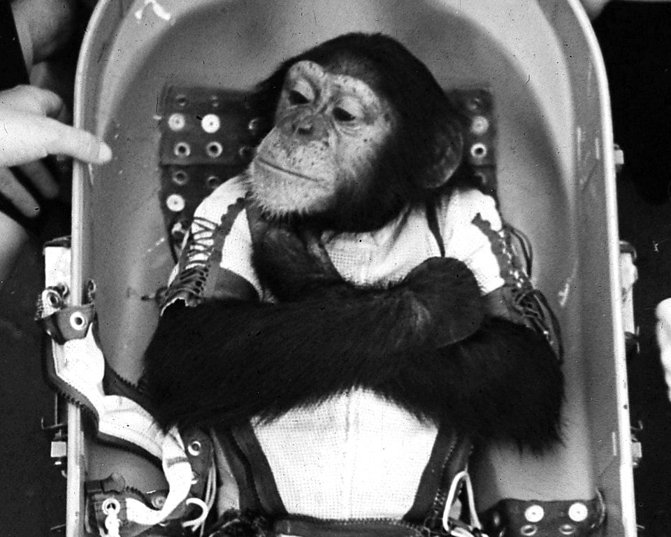 Enos Nasa Chimp