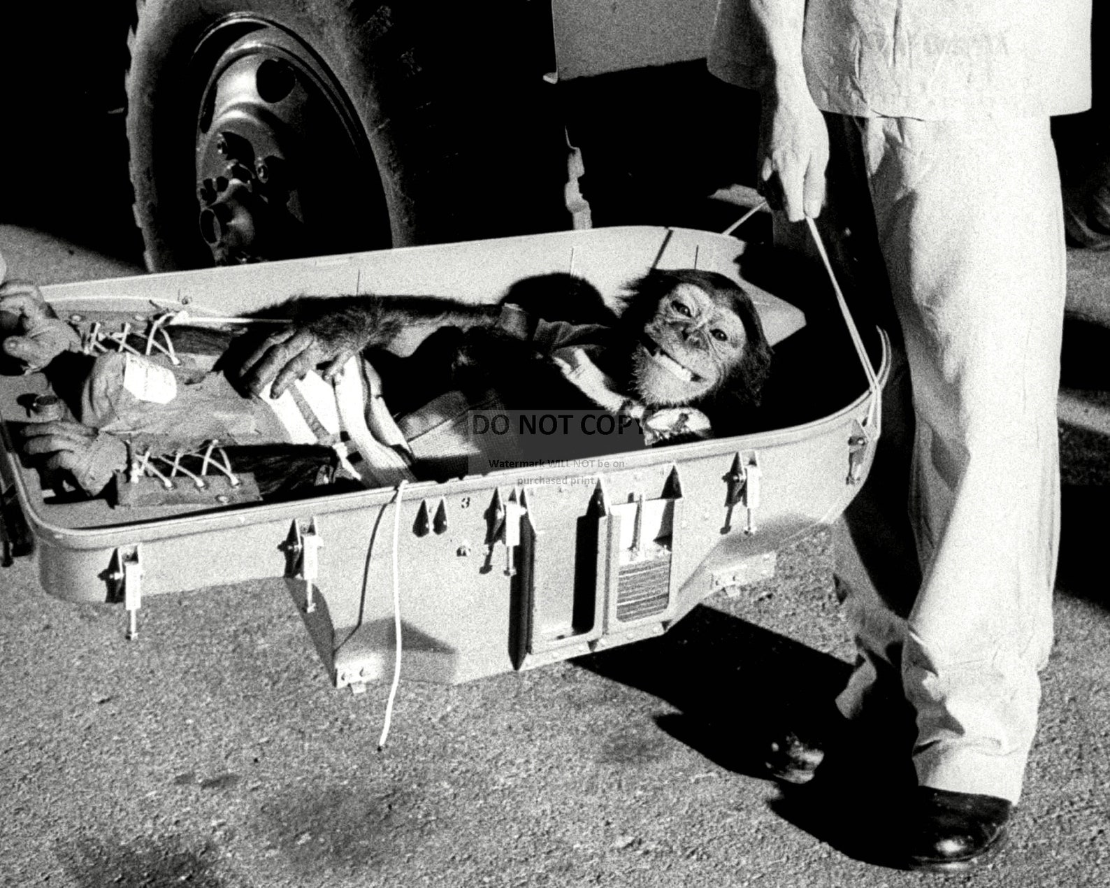 Ham the Astrochimp Smiles After Successful Test Flight 5X7, 8X10 or ...