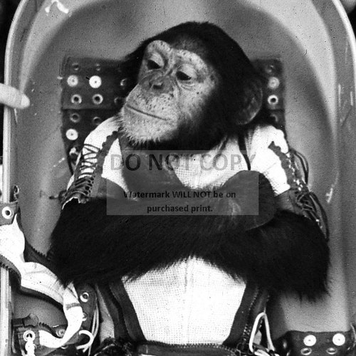 Ham the Chimp Before His Launch Into Space on January 31 1961 - Etsy