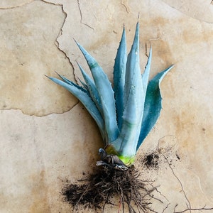 Live Blue Agave Americana Pup: Bare Root Desert Succulent Century Plant ...