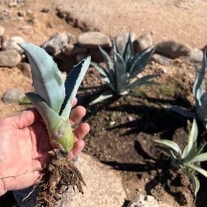 Live Blue Agave Americana Pup: Bare Root Desert Succulent Century Plant ...