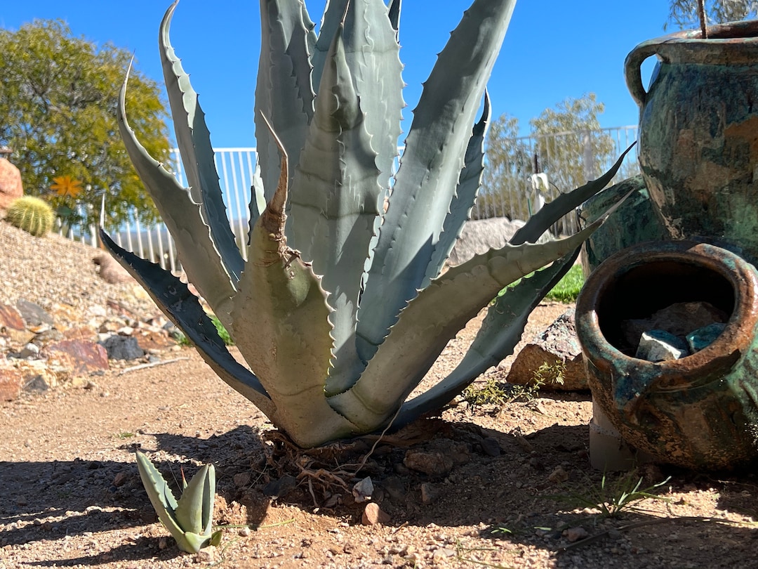 Live Blue Agave Americana Pup: Bare Root Desert Succulent Century Plant ...