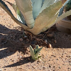 Live Blue Agave Americana Pup: Bare Root Desert Succulent Century Plant ...