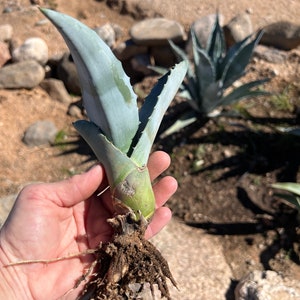 Live Blue Agave Americana Pup: Bare Root Desert Succulent Century Plant ...