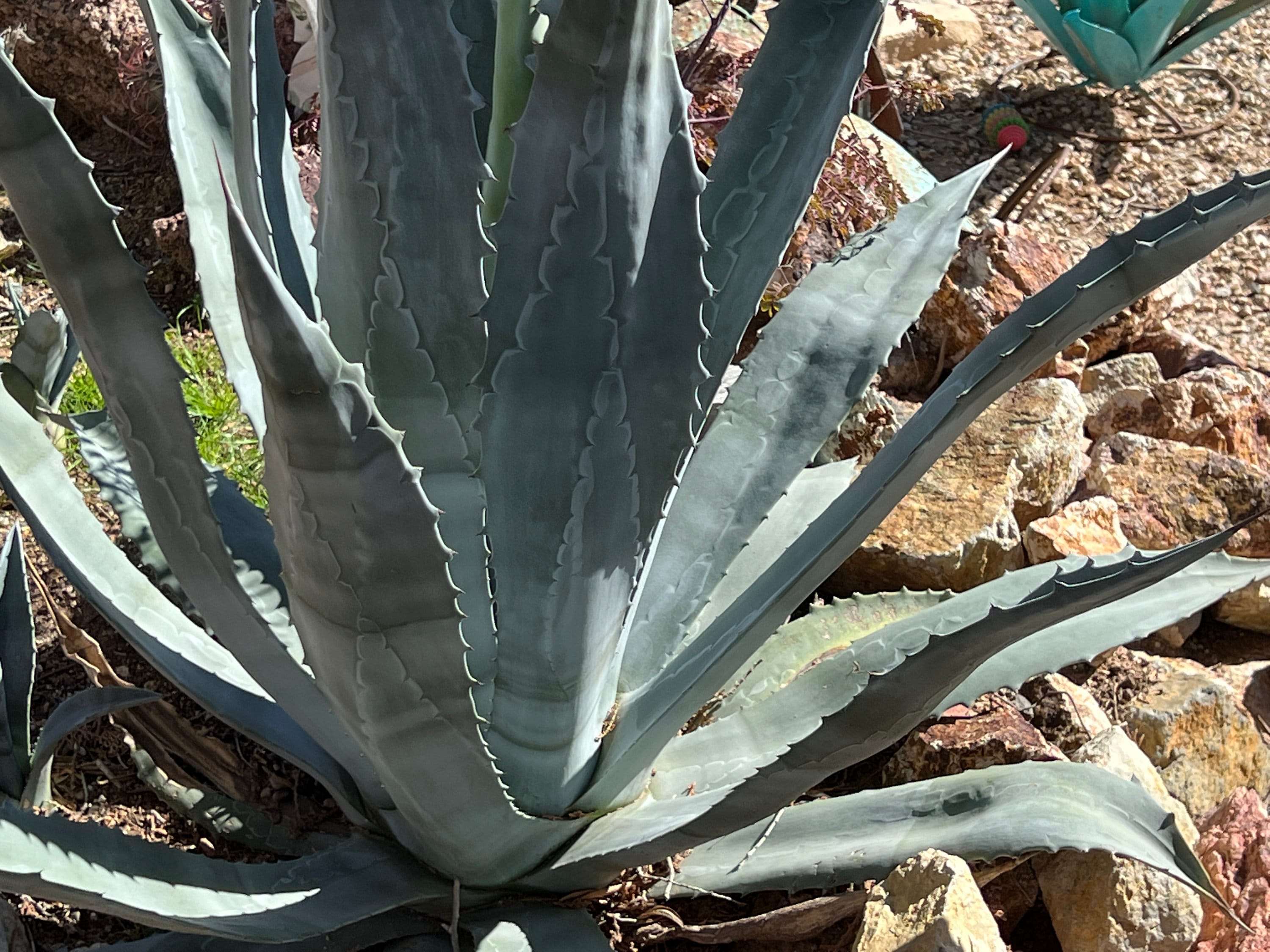 Live Blue Agave Americana Pup: Bare Root Century Plant Living Succulent ...