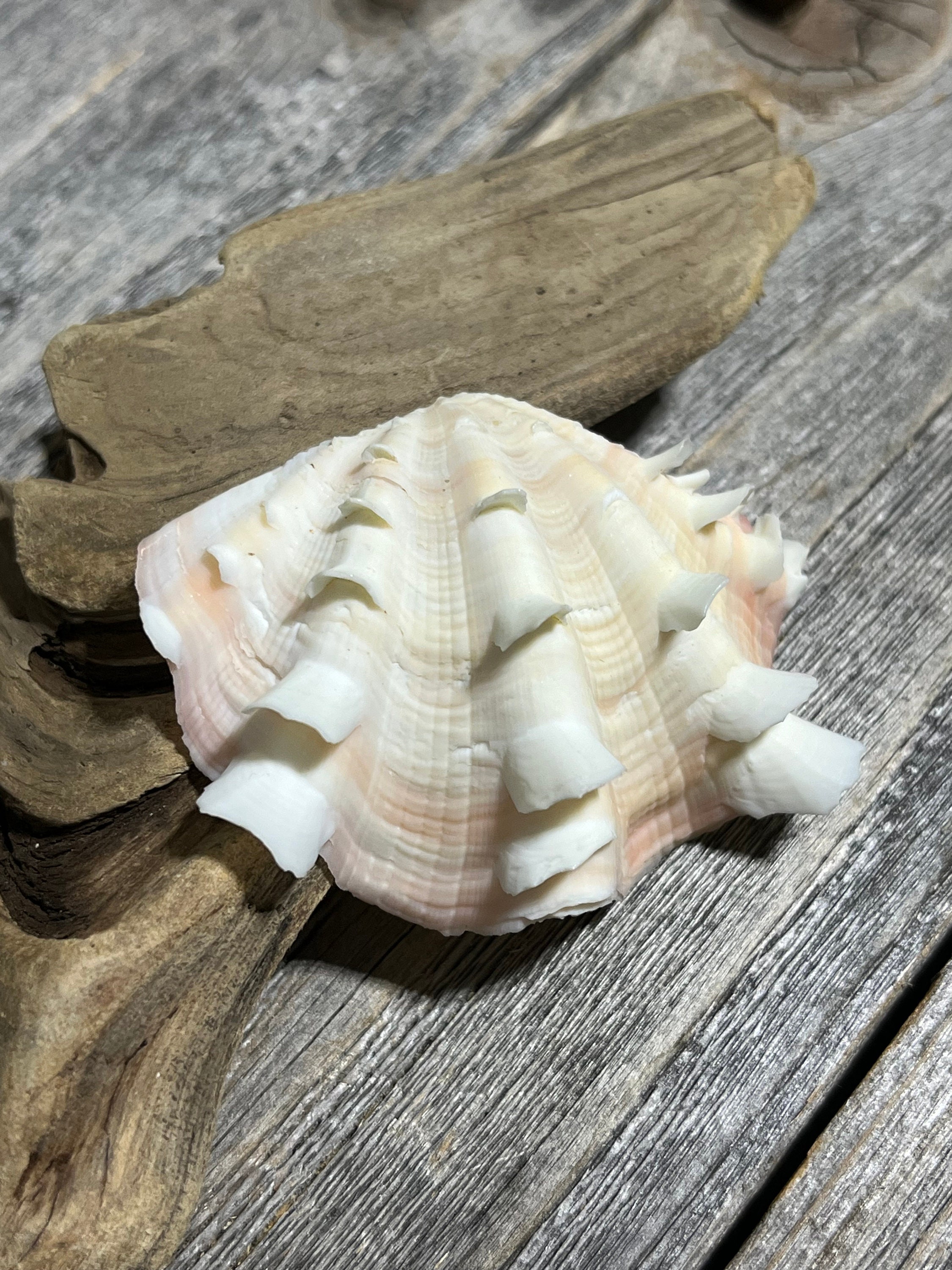 Giant Ruffled Clam Shell