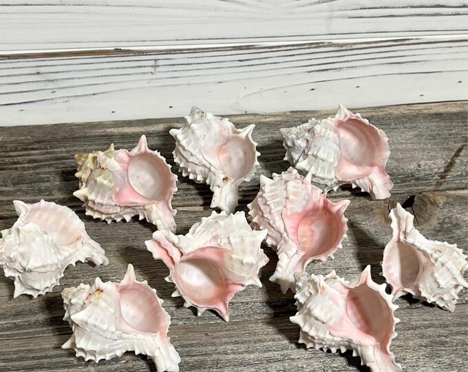 Murex Shells! Spike Sea Shells for Crafts! Display Sea Shells! Ocean ...
