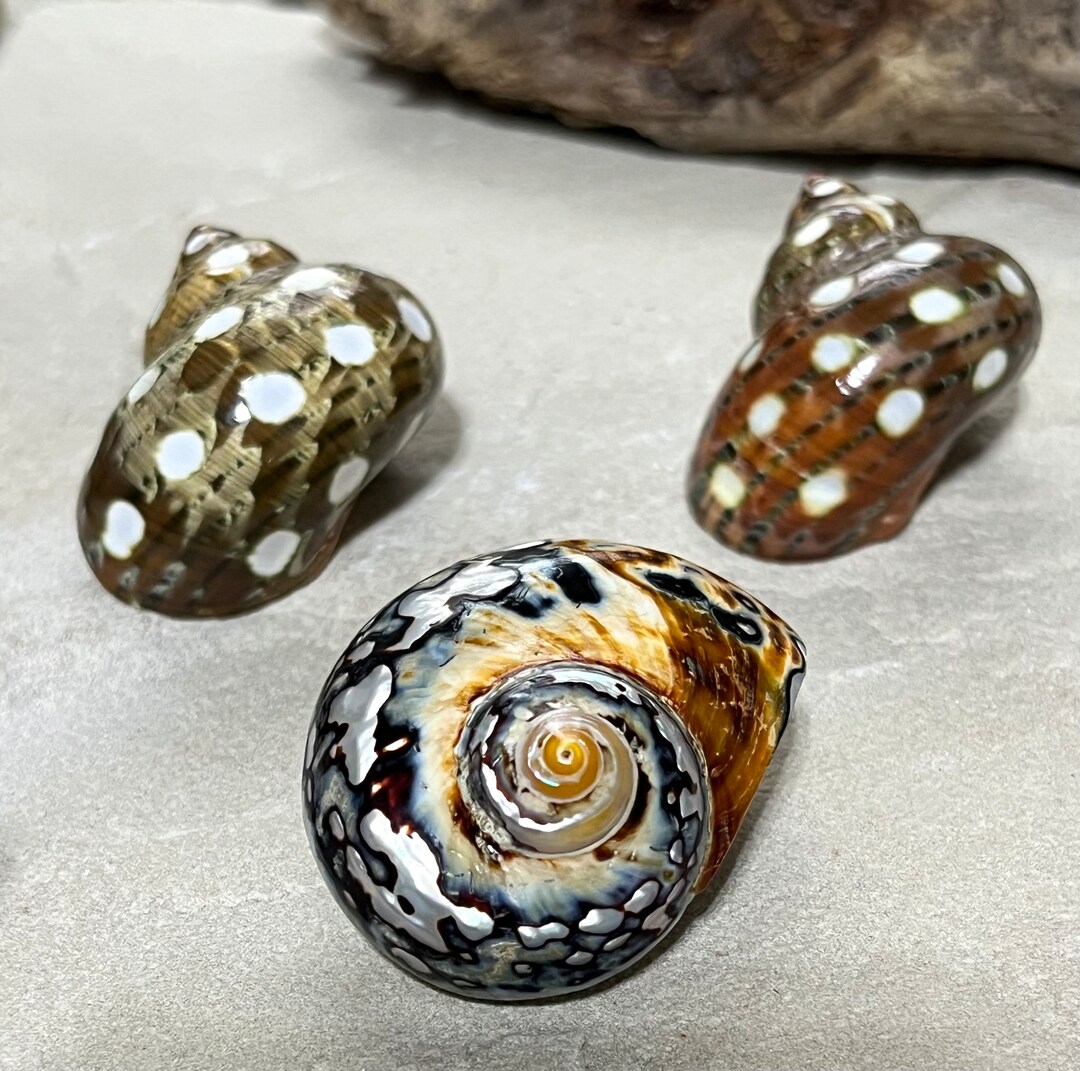 Turbo Shells Polished Set of 3 These Are the Three You Will Receive ...