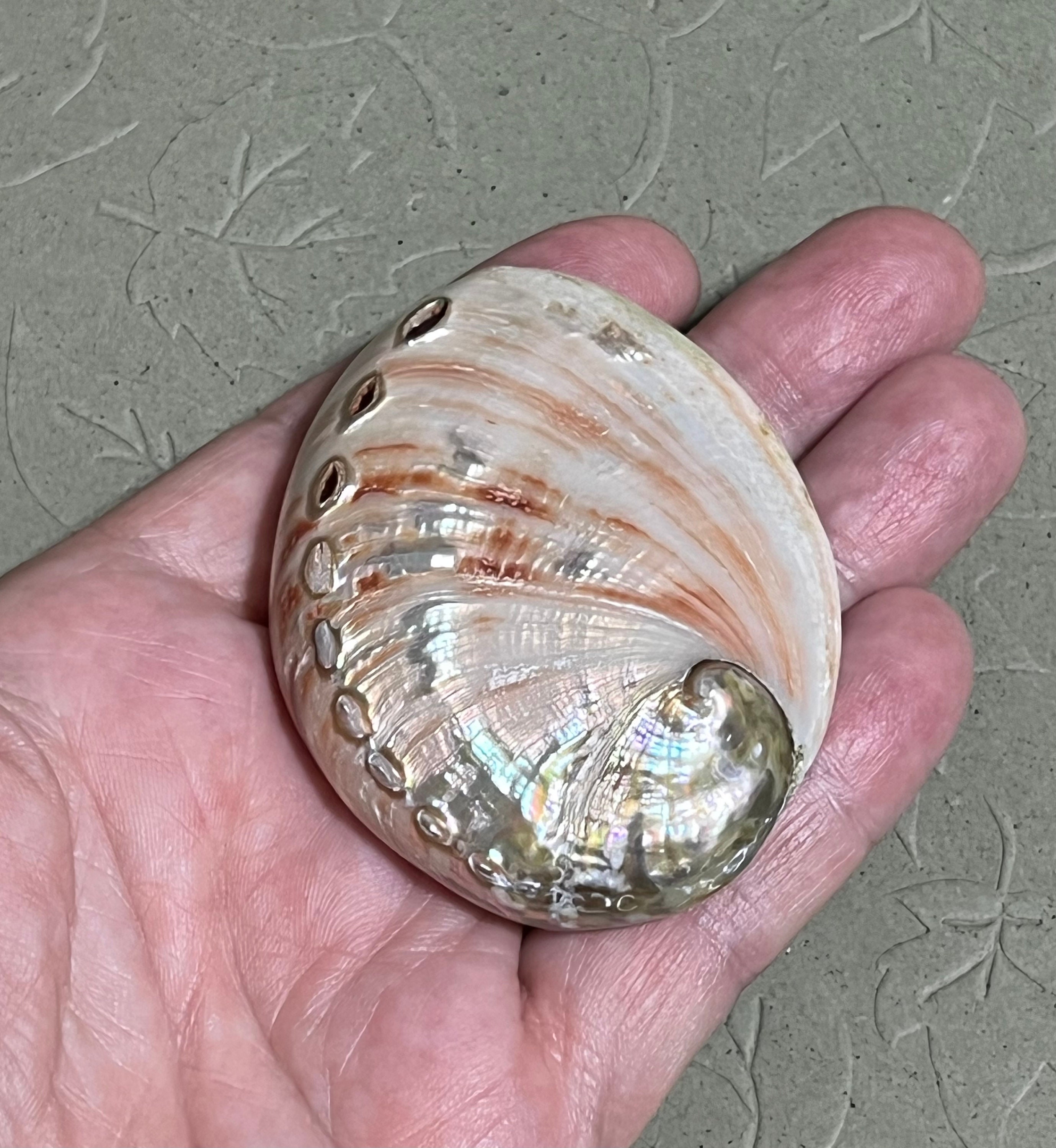 Red Abalone Shell
