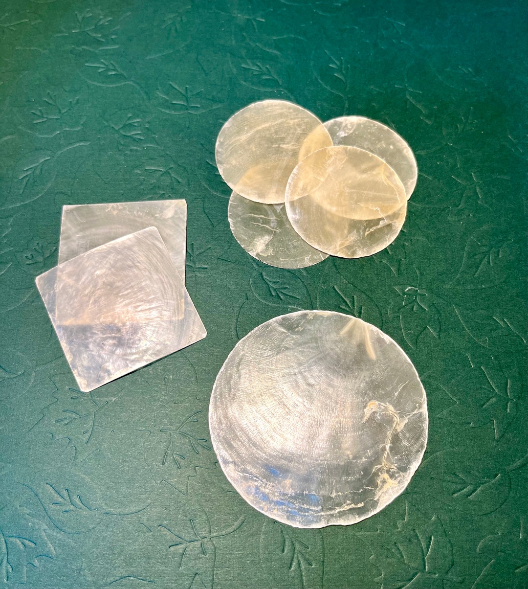 Lot of 7 Philippine Mirror Shells Firm White Thin Partially Transparent ...