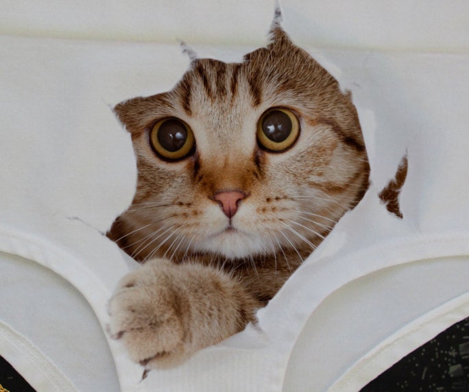 Cute Cat Panties Cat Briefs Cat Face Kitty Panties T Etsy