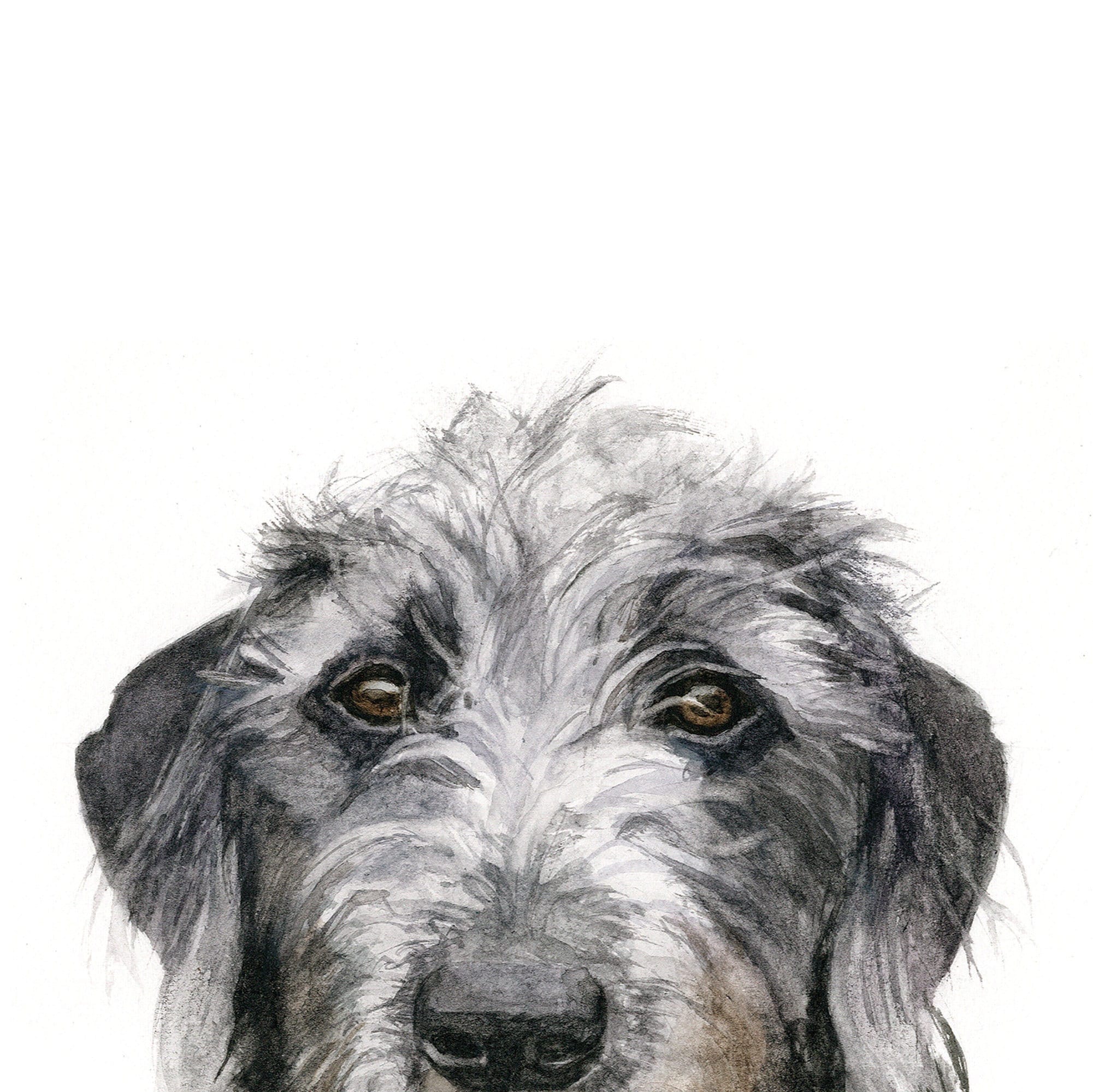 What Is A Bedlington Whippet