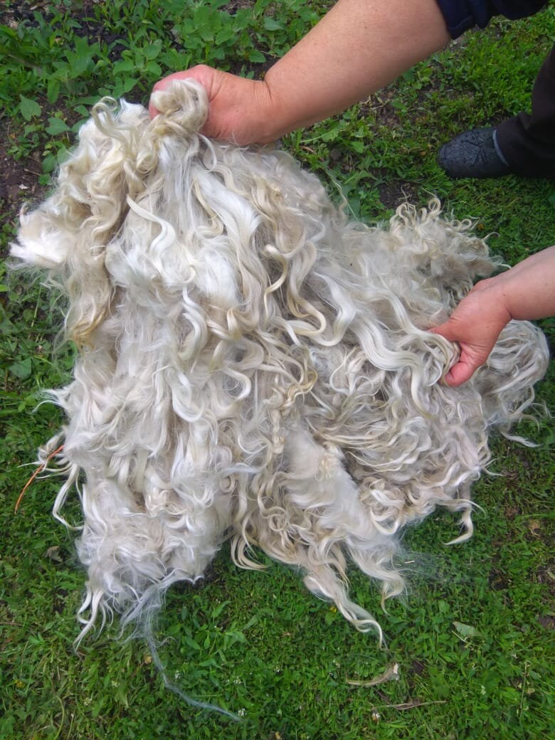 Raw wool angora goat 3.5 oz Mohair fleece raw Angora mohair | Etsy