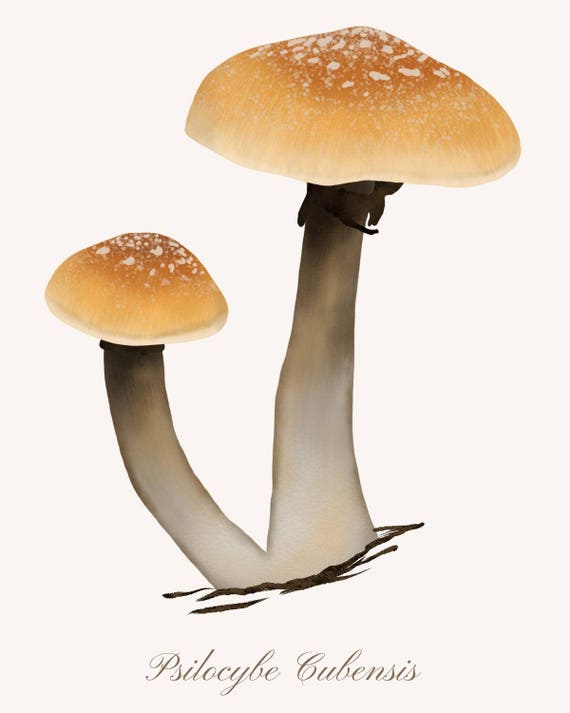 Psilocybe Cubensis Art