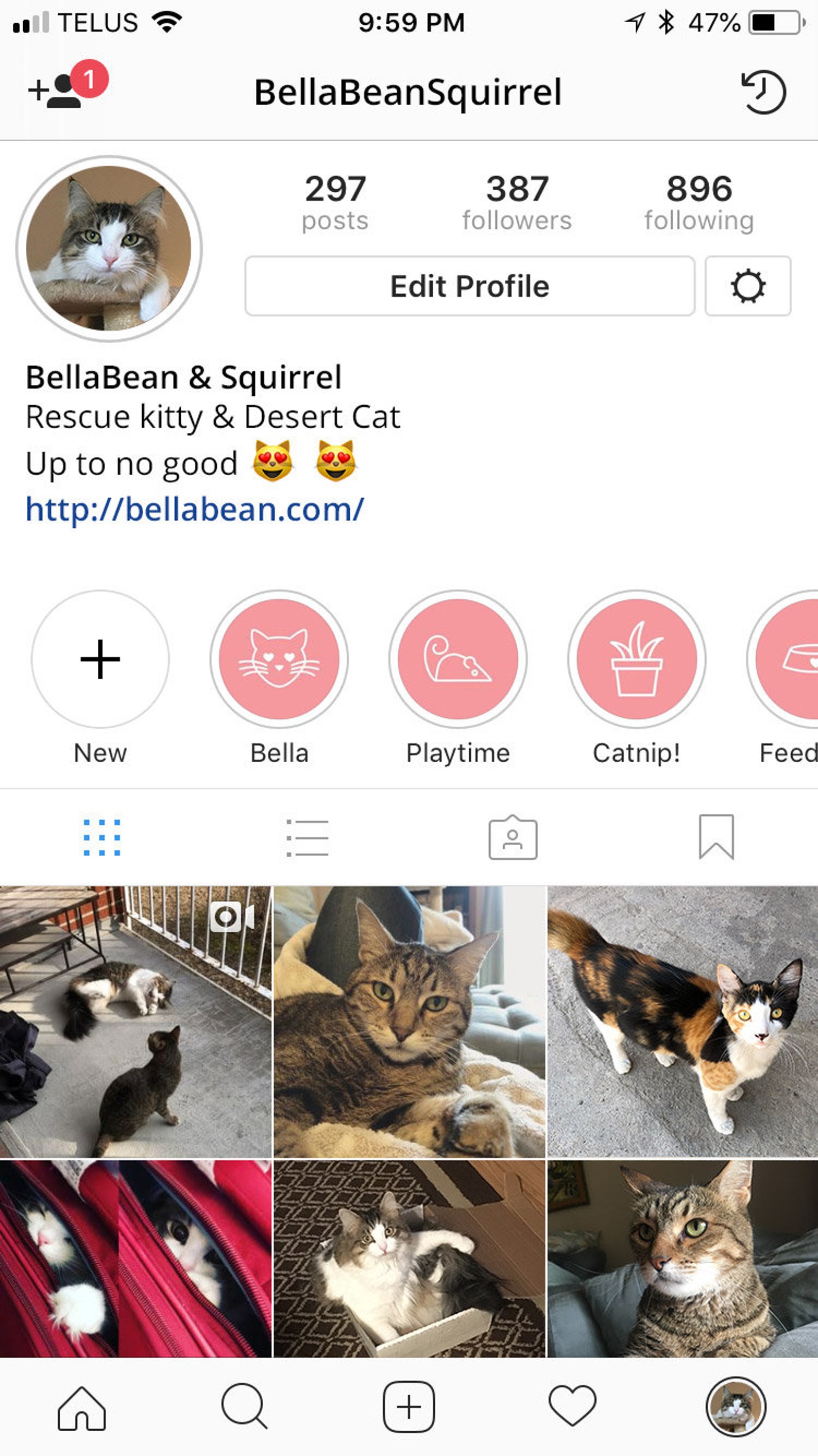 Instagram Highlight Covers Cat Lovers Edition Cat Themed Highlight ...